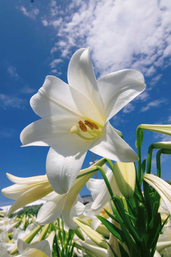 18th Iejima Island Lily Festival set for two-week run | Okinawanderer ...