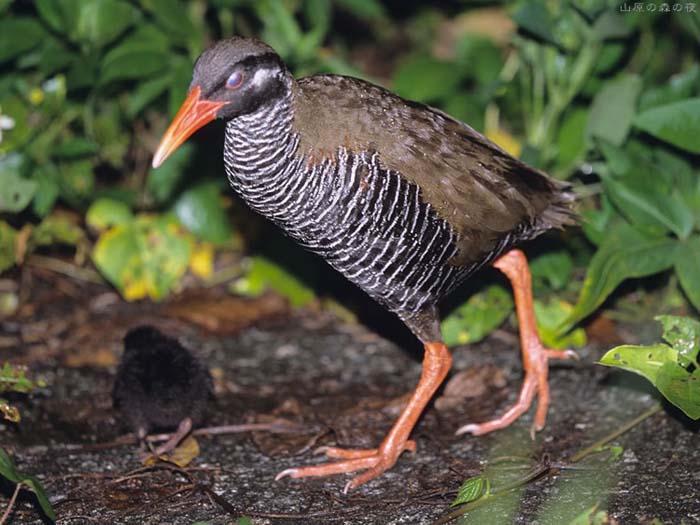 Okinawa’s most famous bird | Okinawanderer Okinawa News travel