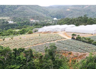 Higashi Village: blessed with nature and scenery | Okinawanderer ...